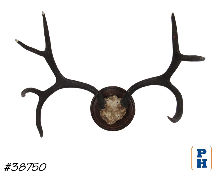 Antler Display in All Lodge